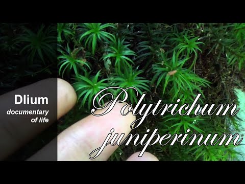 Juniper haircap moss (Polytrichum juniperinum)