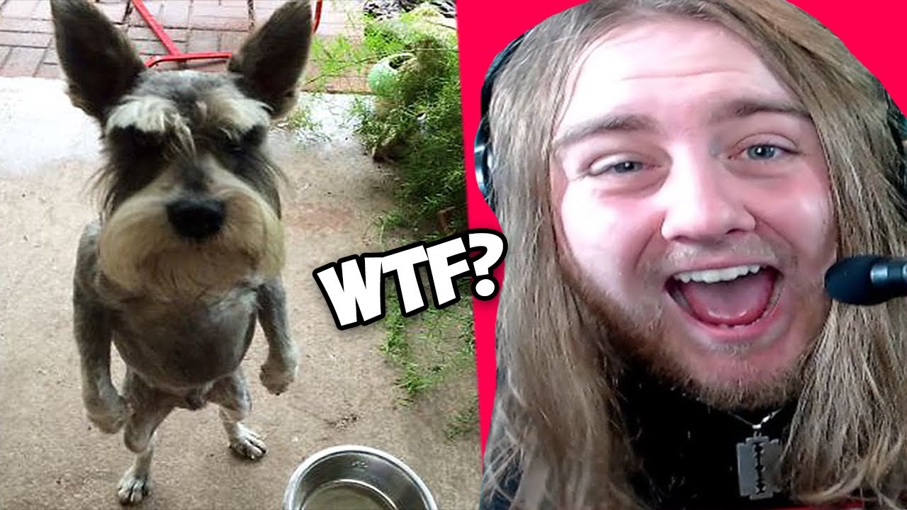 Damn Nature You Scary | Funny Scary Animal Encounters - YouTube