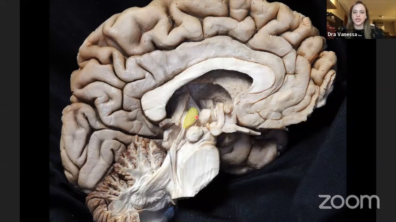 Microsurgical Anatomy of the Central Core- Vanessa Holanda - YouTube