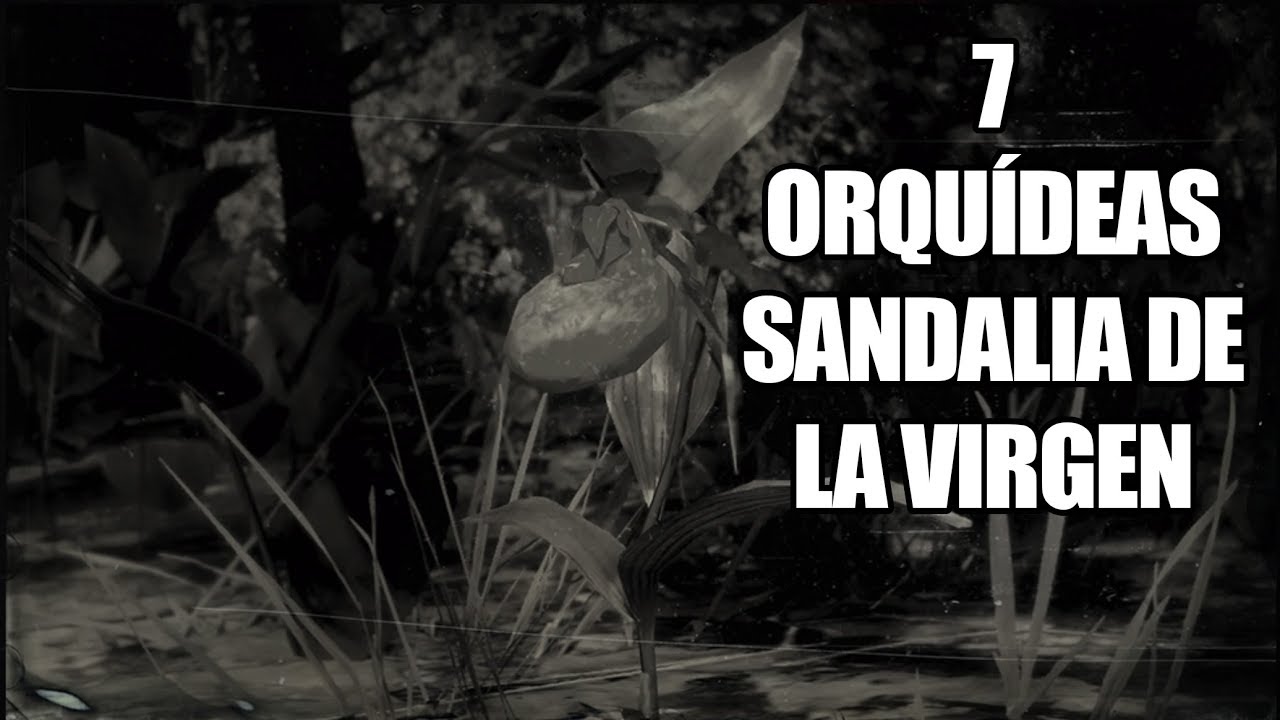 Red Dead Redemption 2 – ¿Dónde obtener 10 Orquídeas Sandalia de la ...