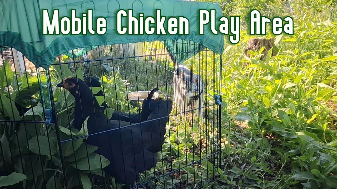 New Chicken Play Area, Free Plants from Rural King, and 'wild' Raised ...