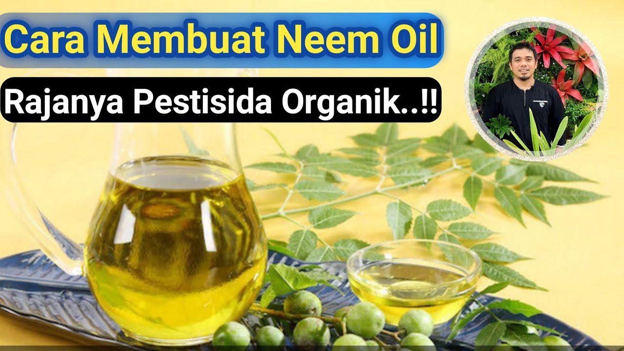 Cara membuat neem oil (minyak mimba), Rajanya Pestisida Organik, Cara ...