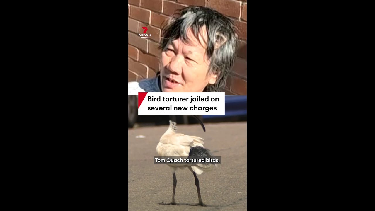 Bird torturer Tom Quach jailed on new charges - YouTube