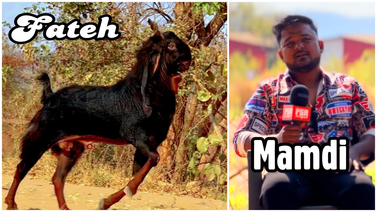 Kota King Mamdi’s Fateh & Deonar Bakra Mandi 2023 Update at MD Goat ...