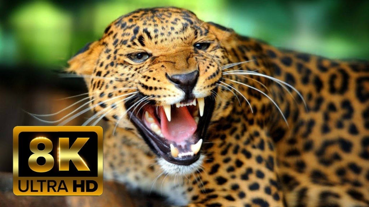 4K Ultra HD Video of Wild Animals - Wildlife Scenery - YouTube