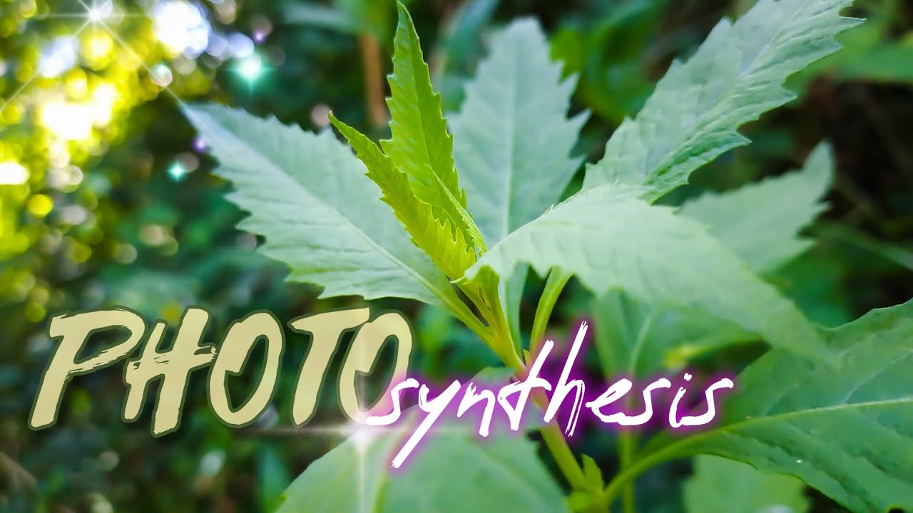 PHOTOSYNTHESIS | EPIC NATURE B-ROLL 4K CINEMATIC Short video using ...