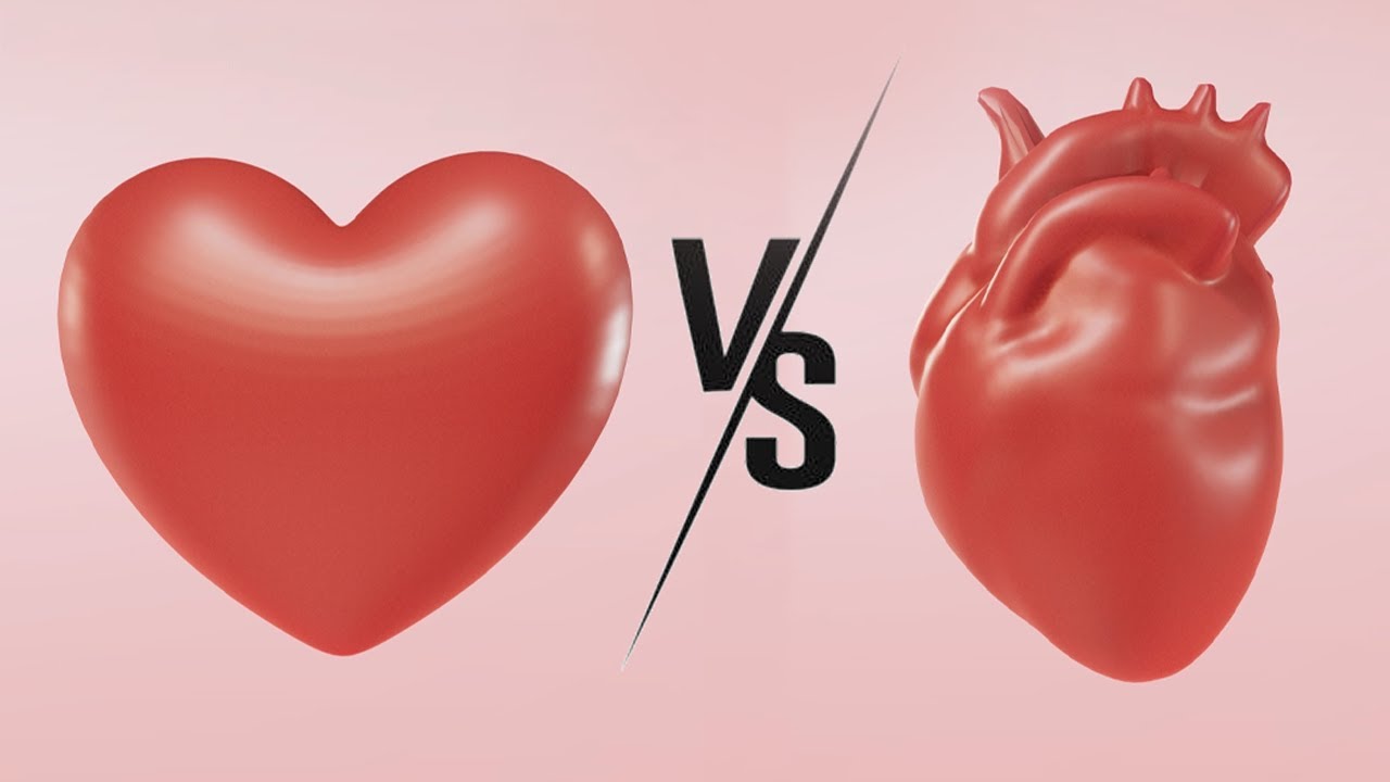 The heart isn't heart shaped - Animation - YouTube