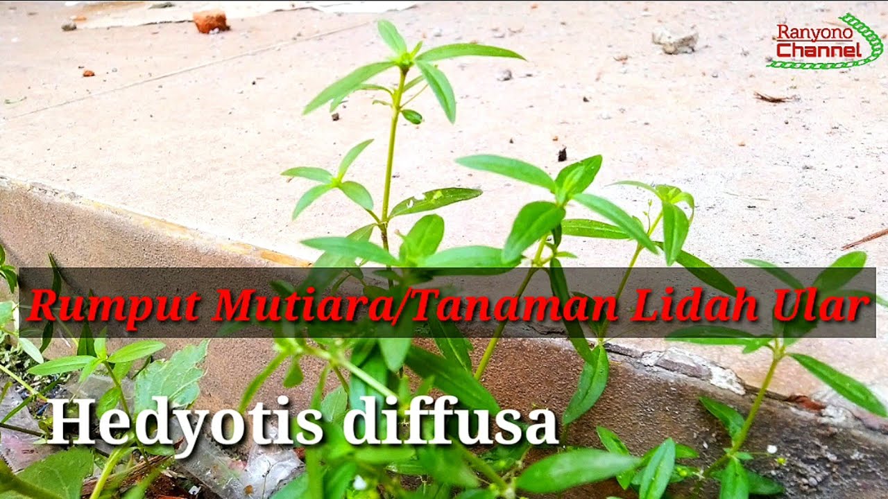 Rumput Mutiara/Tanaman Lidah Ular (Hedyotis diffusa) - YouTube