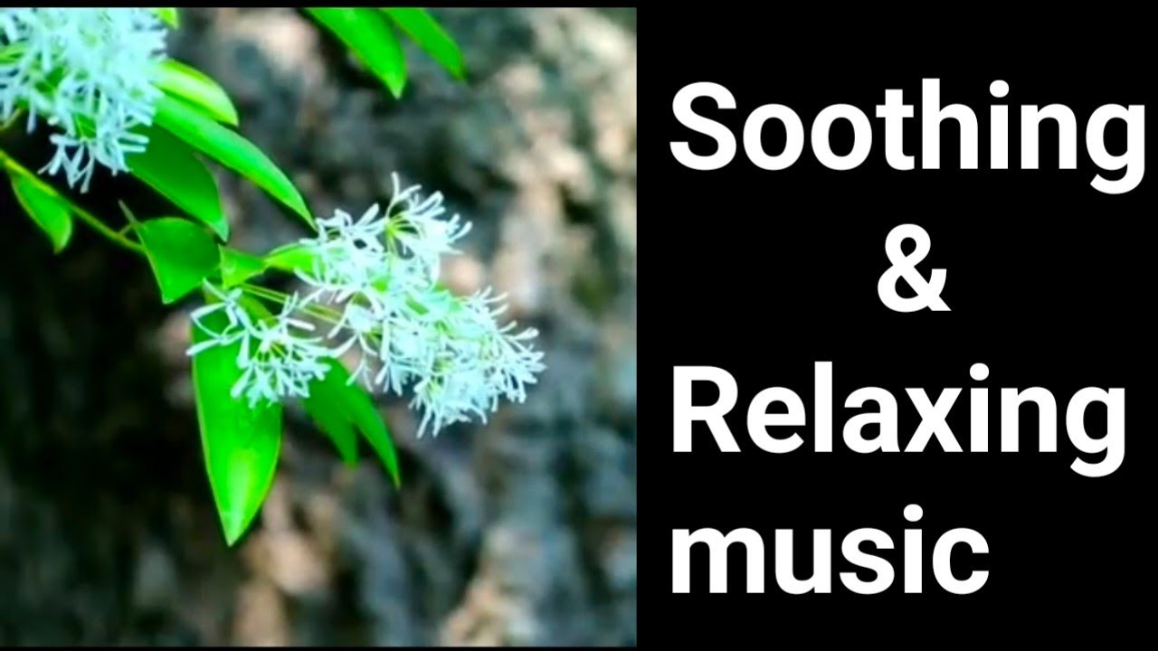 Relaxing music | calm music | Soothing relaxation music | stress relief ...