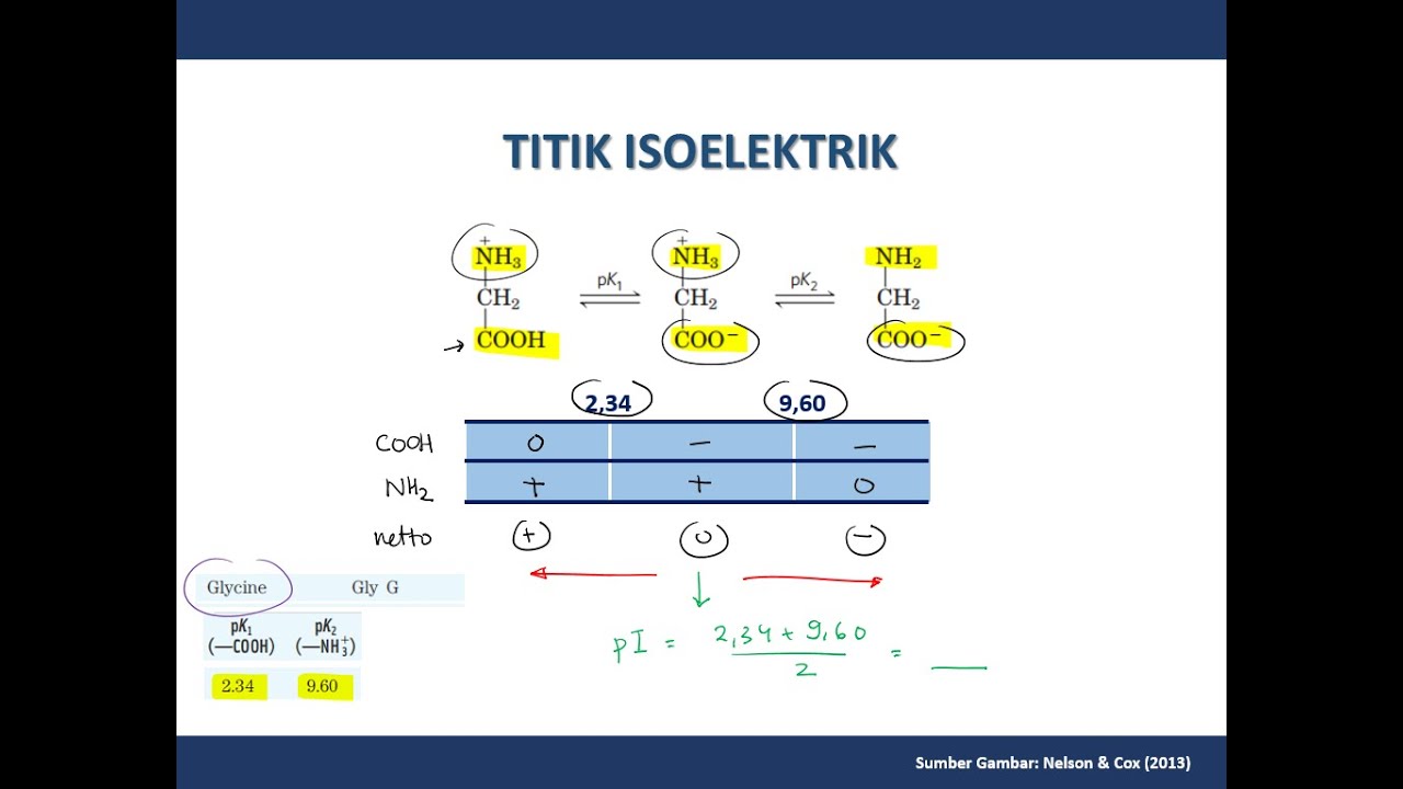 Asam Amino dan Penentuan nilai pI Titik Isoelektrik - Materi Olimpiade ...