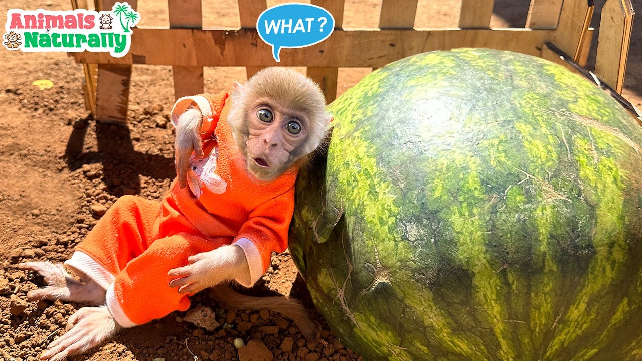 Smart monkey TyTy wakes up from dream and grows a giant watermelon ...