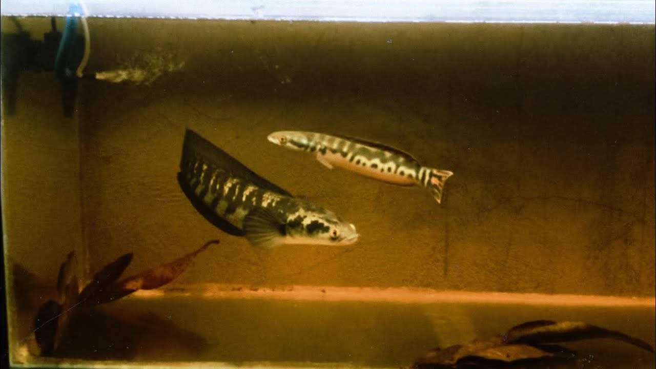 Channa Micropeltes & Channa Maruliodes Tank Mates - YouTube