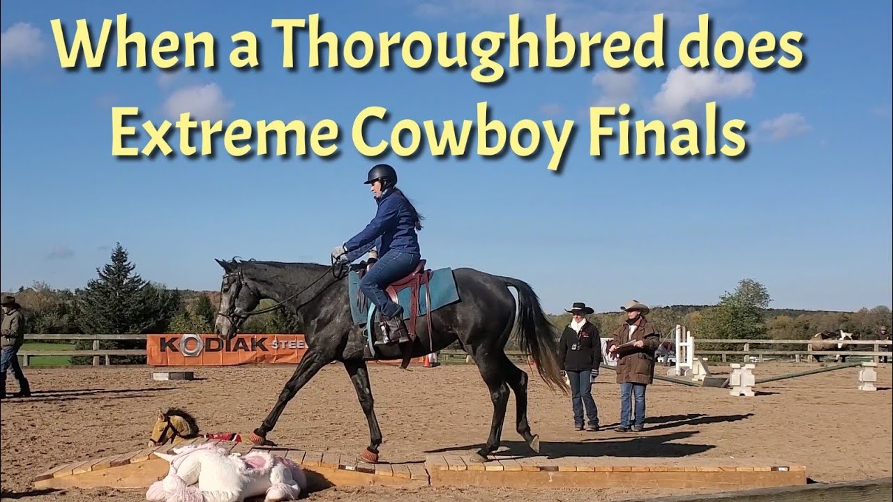 Thoroughbred Champion at Extreme Cowboy Racing Provincial Finals - YouTube