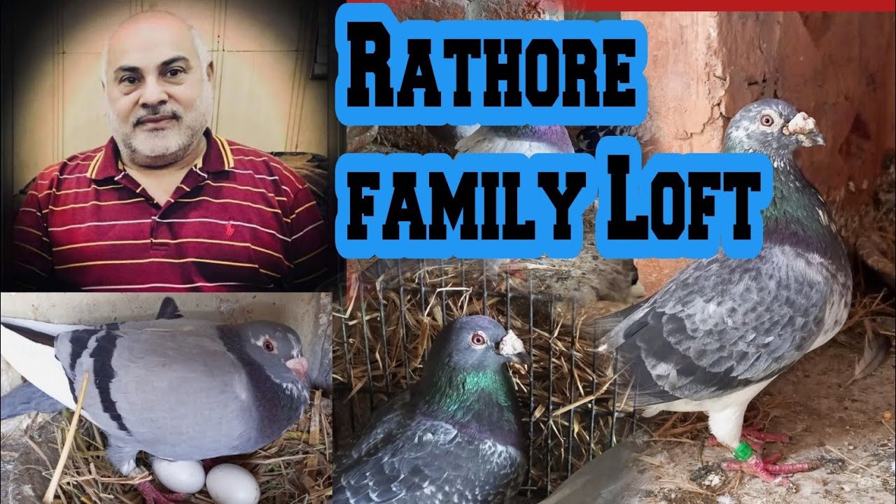 Extreme long distance Rathore Loft Racing Pigeon top Breeder pigeons ...