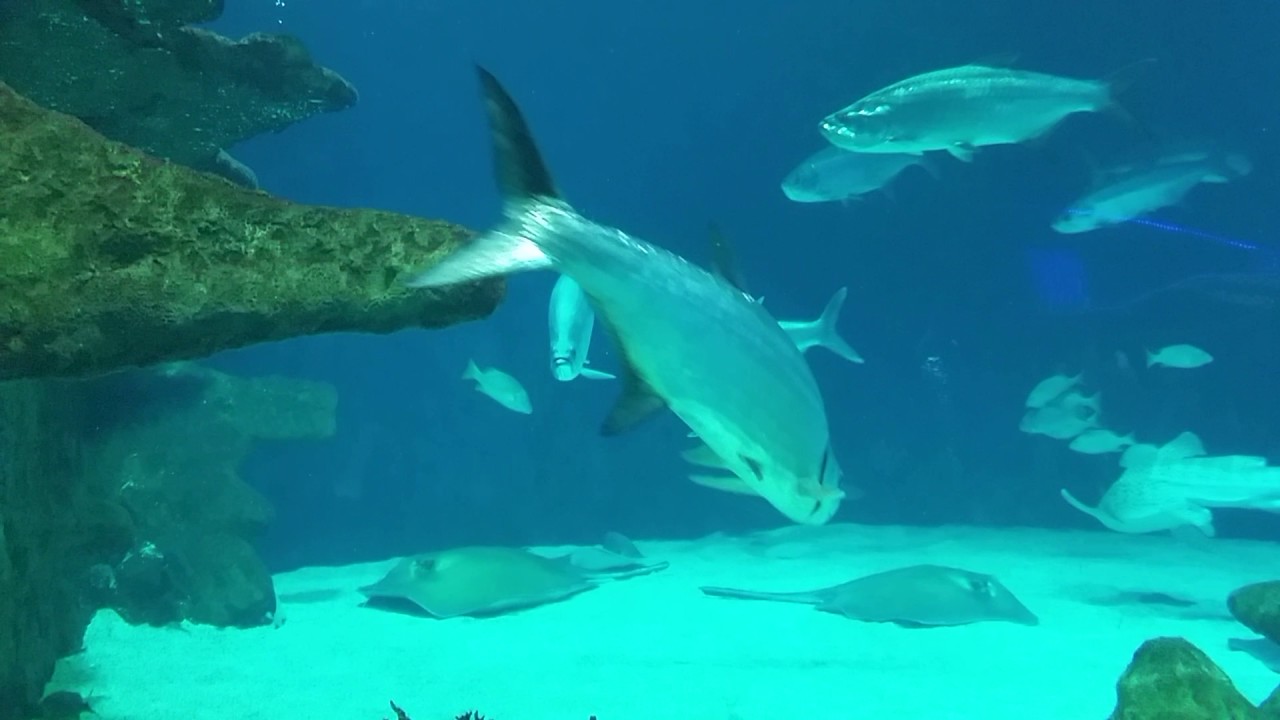 Albakerky aquarium - YouTube