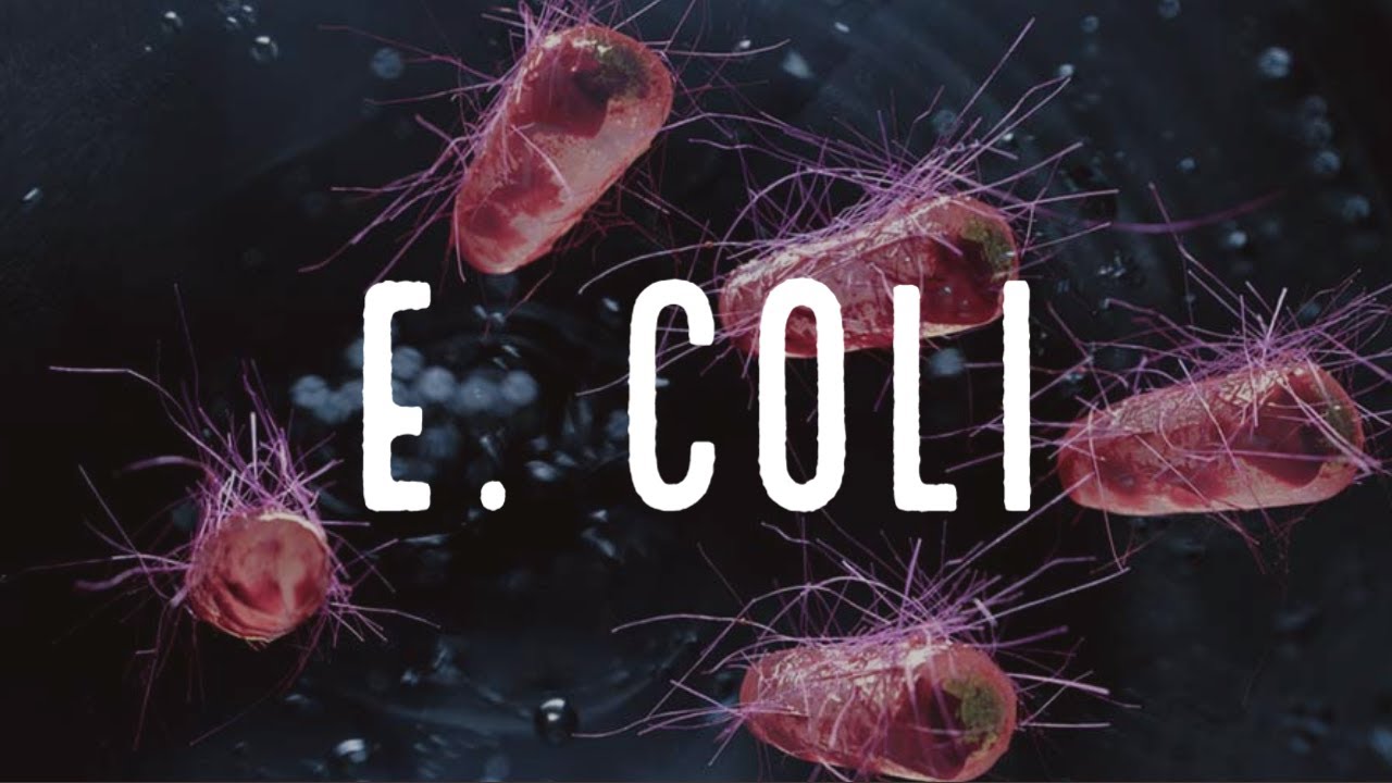 E coli enterohemorragica (O157:H7) - YouTube