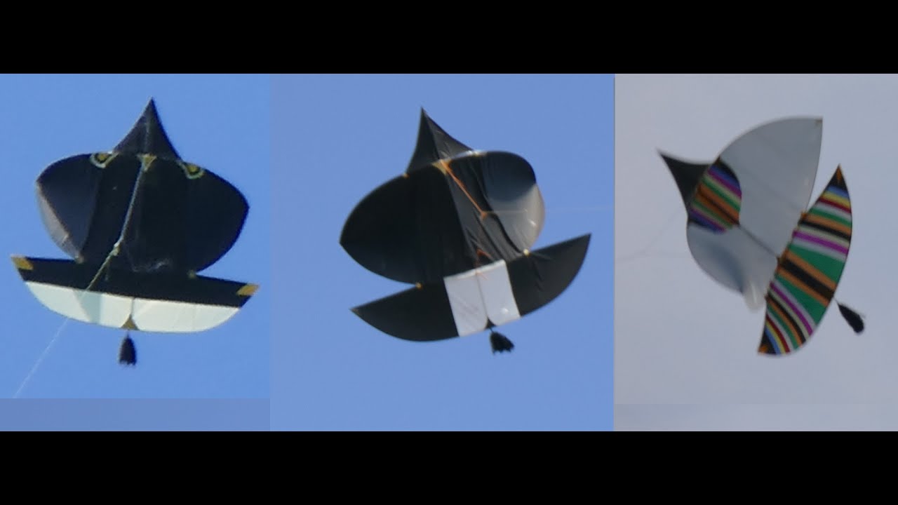 Patang Size 5 Wada in Toronto I Patang Bazi in Canada ( Kite Fighting ...