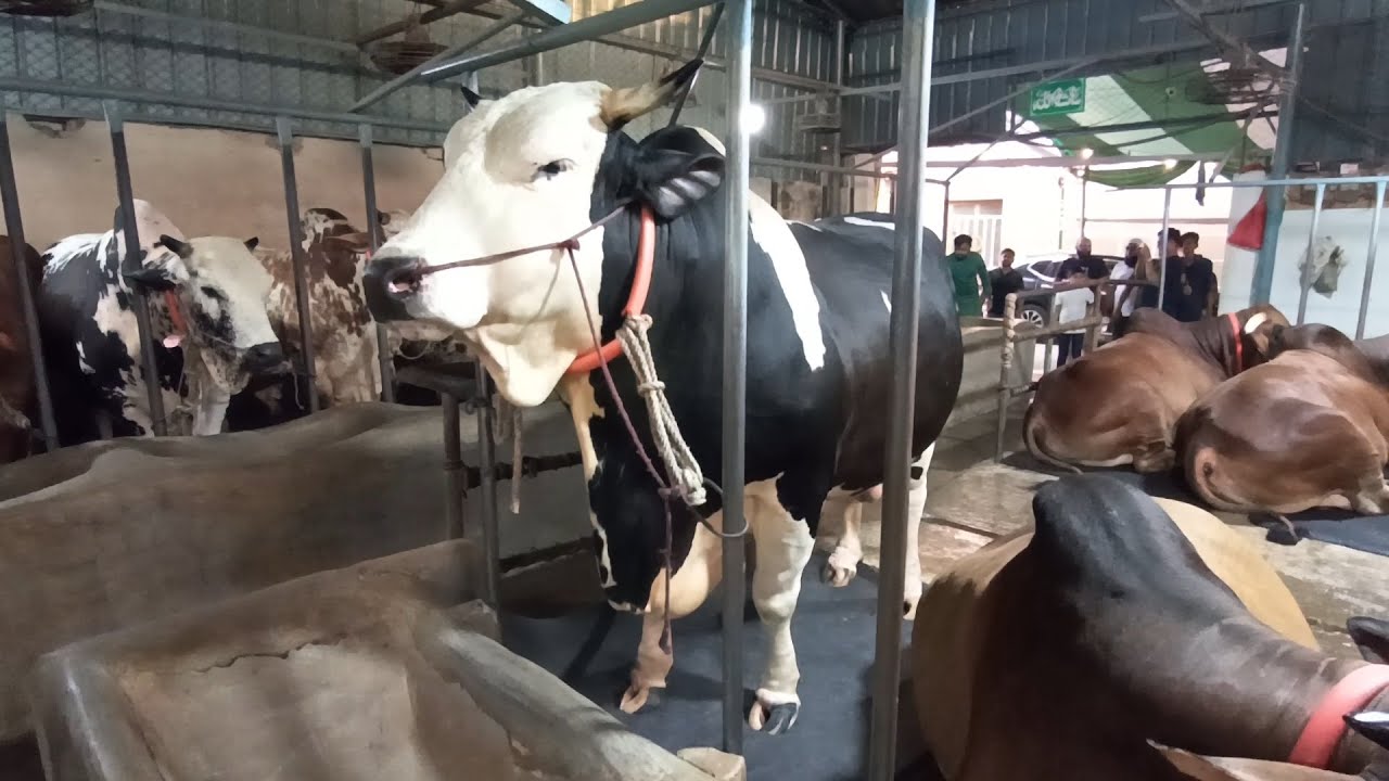 Biggest Australian Cow | Sadeeq Agro | Biggest Cow | Biggest Cattle ...