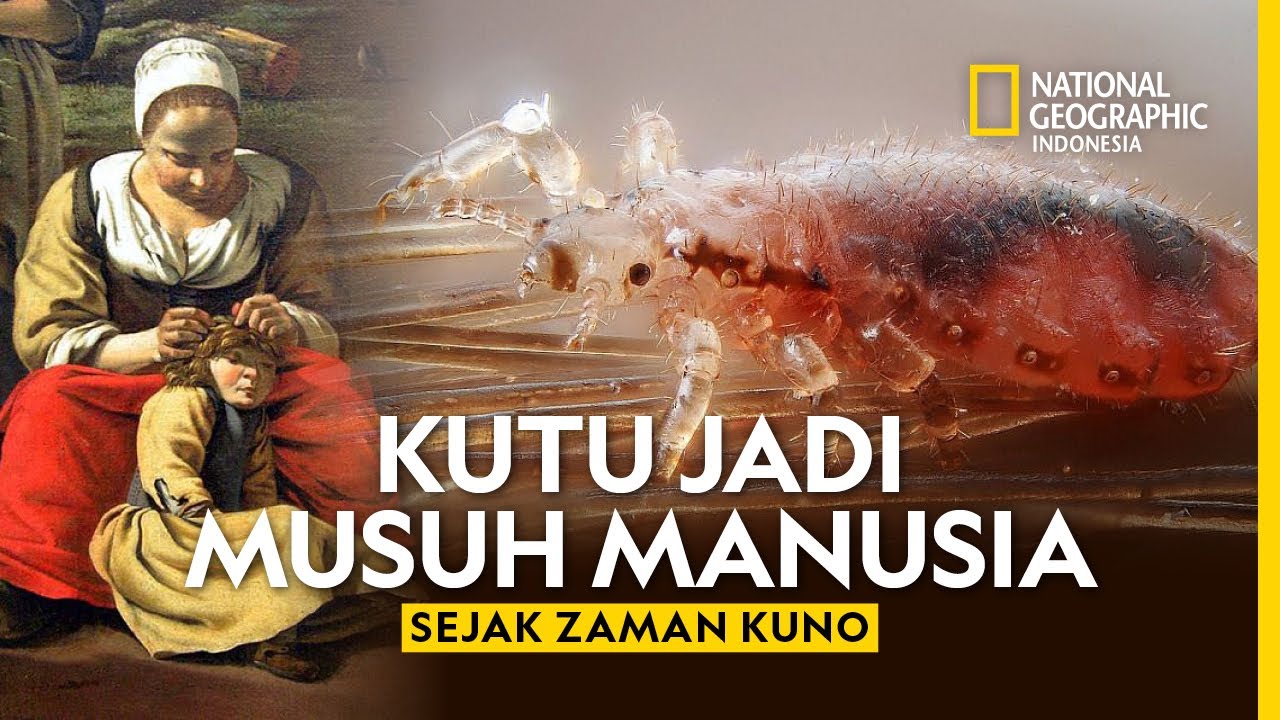 Sejak Kapan Manusia Mengenal Kutu? Sejarah Kutu - National Geographic ...