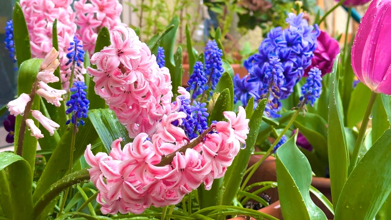 March Garden Tour | Spring Bulbs | Vegetable Garden - YouTube