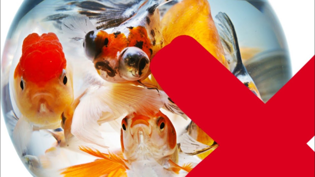 Stop le bocal pour le poissons rouge semaine aquariophilie #3 - YouTube