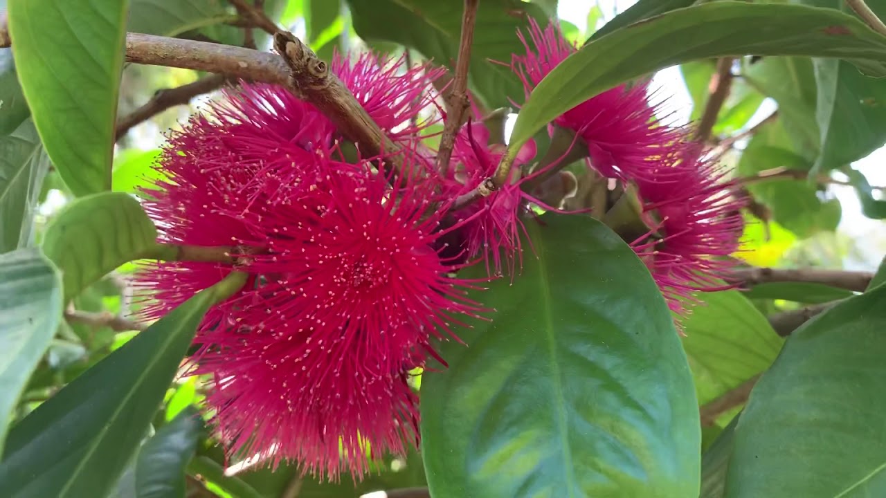 Malay rose apple flowers blooming on the tree. - YouTube