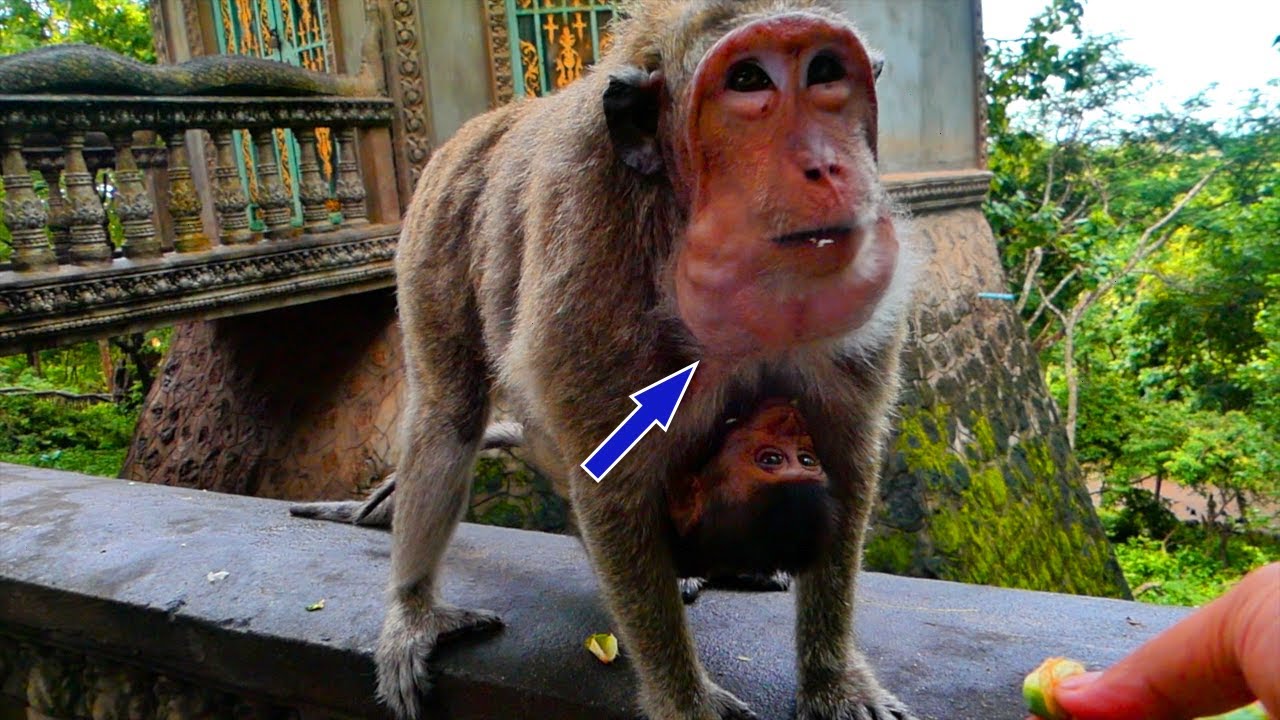 Funny face ! Mekala monkeys eating food full mouth, but Meka baby seems ...