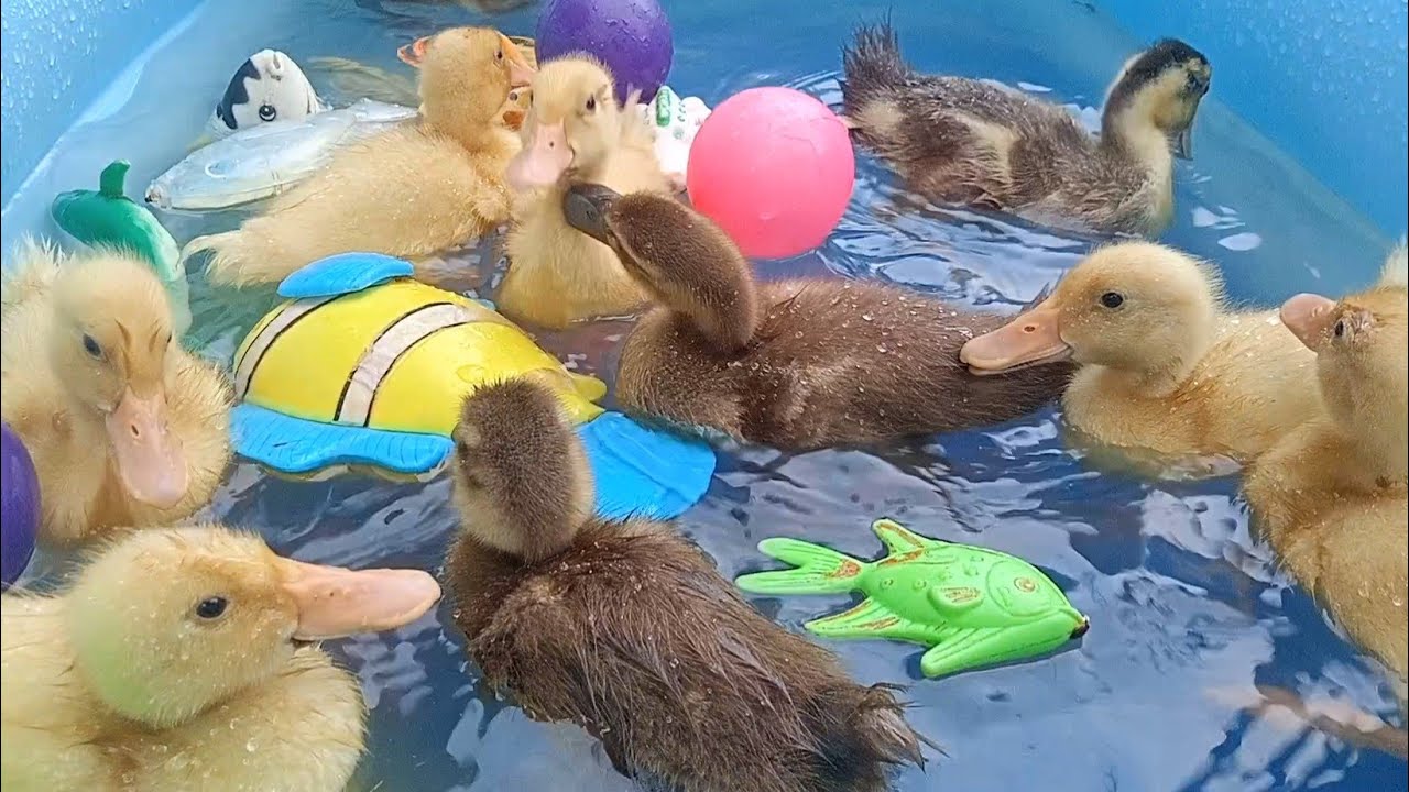 Cute Ducks Swim in the Human Child Pool With Big Fish And Ornamental ...