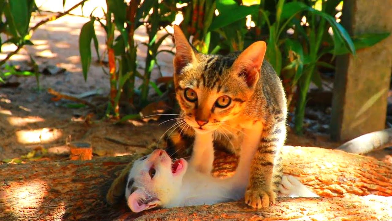 Lovely Fun KLA Playing With TONSAY | Cute Kitty - YouTube