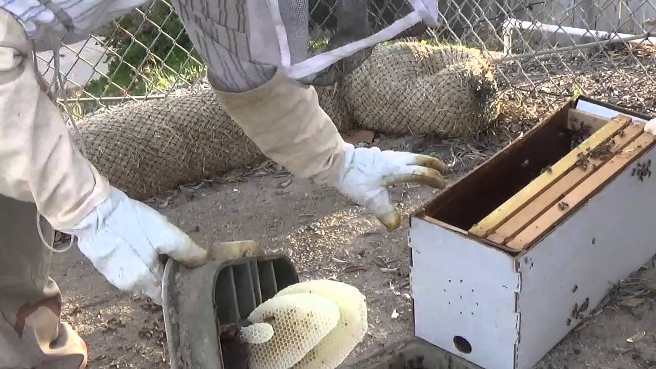 First Swarm Catch of the Year - YouTube