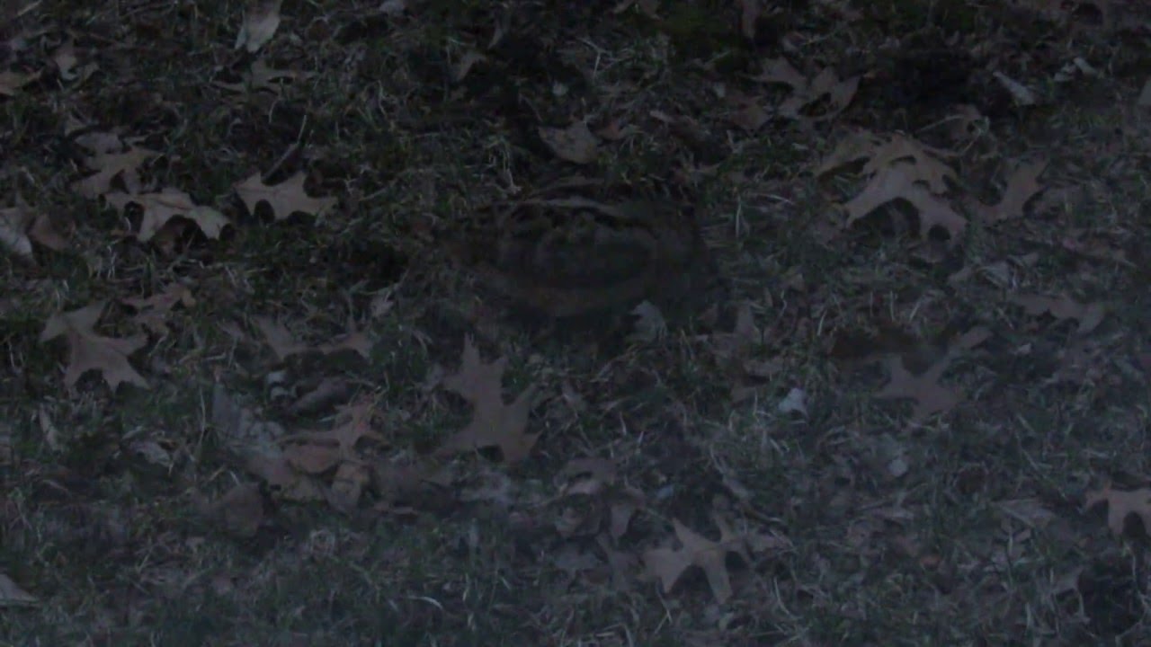 Dance of the Timberdoodle - YouTube