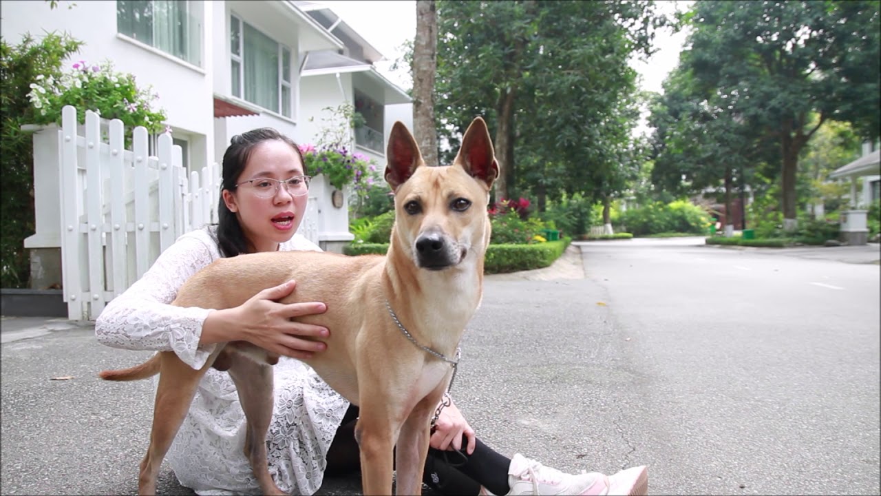 Chó Phú Quốc Việt Nam | Phu Quoc Ridgeback unique dog breed in Vietnam ...