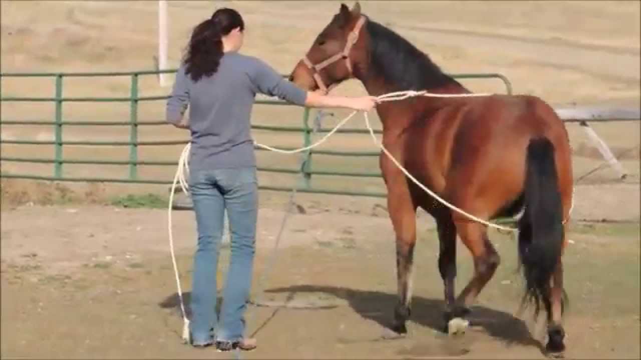 Cherry Ridge Ponies Celebrity - TRAINING - Introducing a horse to Ropes ...