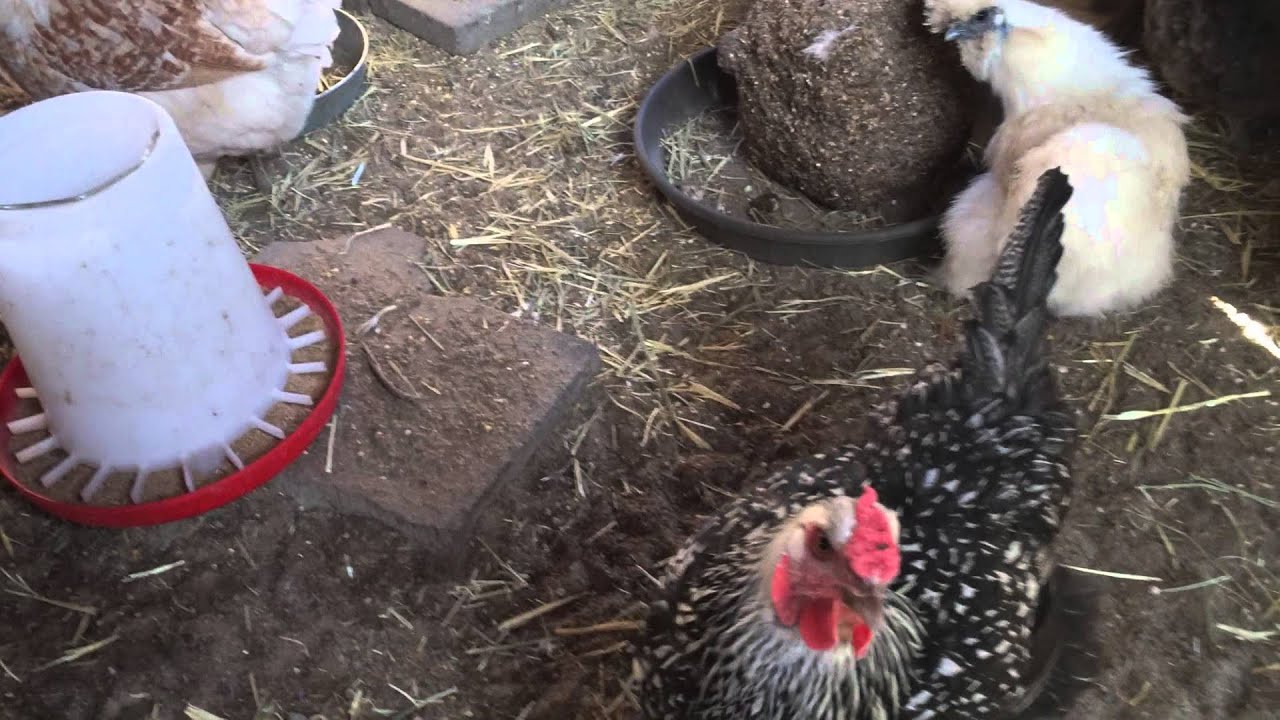 Inside the Chicken Barn - YouTube