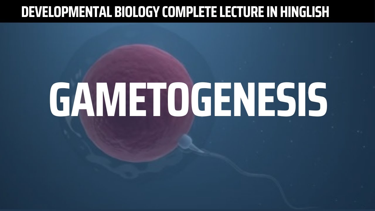 Gametogenesis | Developmental Biology Complete lecture on Gametogenesis ...