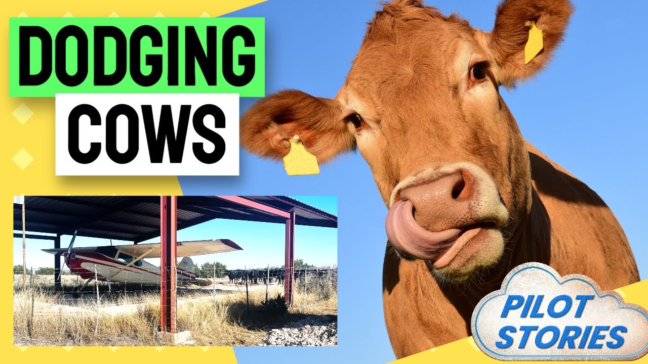 Dodging Cows and Picking up Mike! Pilot Stories - YouTube
