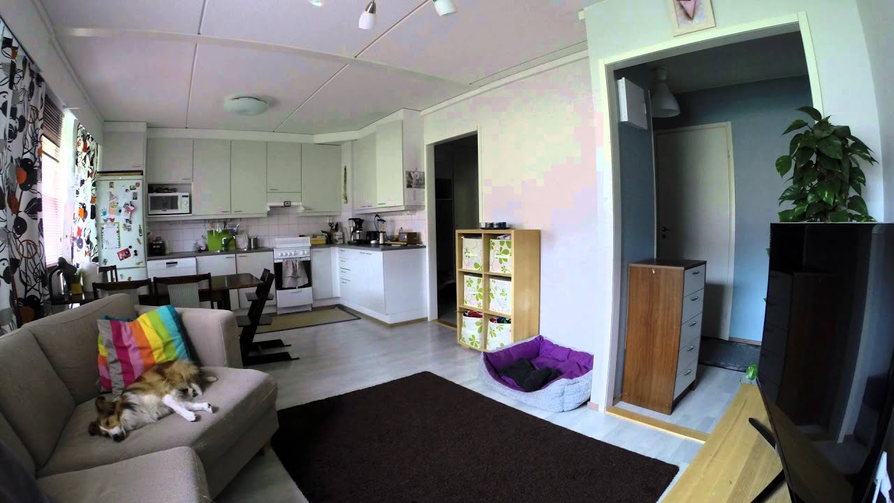 Two dogs at home - time lapse - YouTube