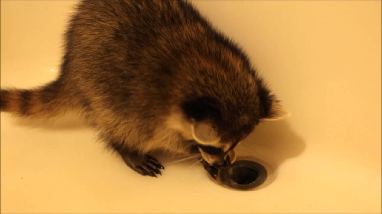 Raccoon plays in ice water(CUTE!) - YouTube