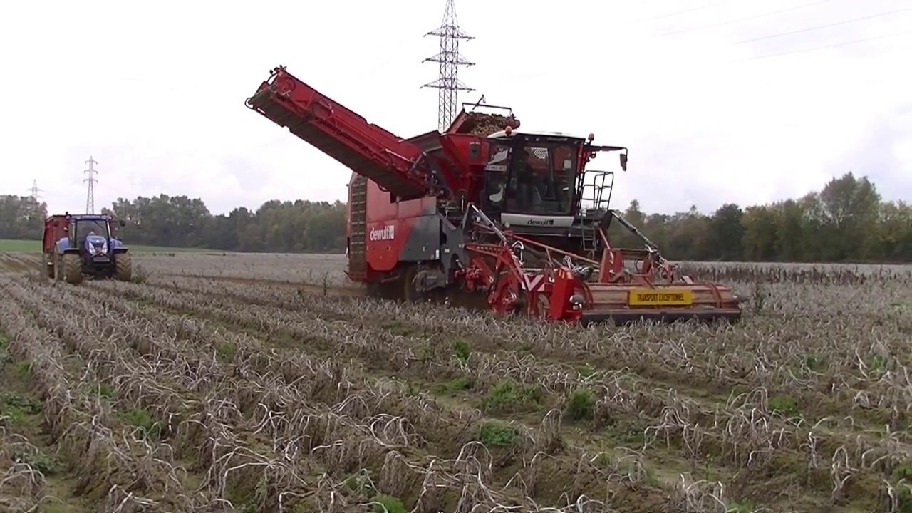 Dewulf Kwatro - 4-row self-propelled sieving harvester - YouTube