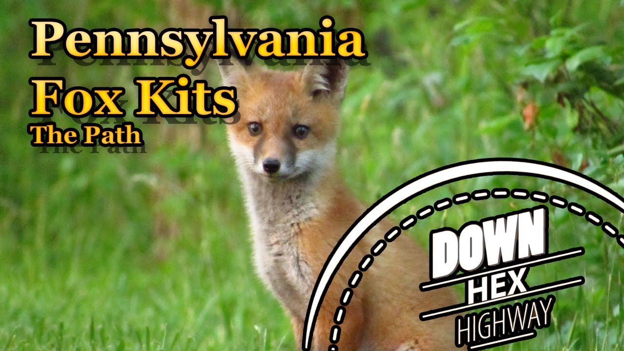 Pennsylvania Fox Kits: The Path - YouTube