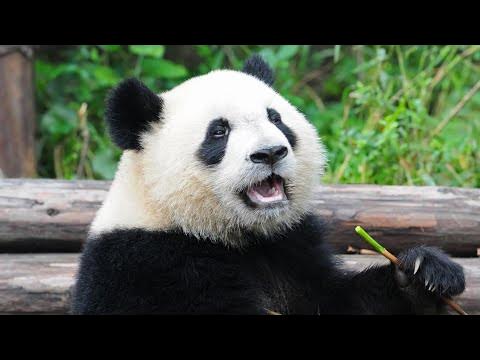 Panda Sound Effect ।। Panda Roar Sound ।। Panda Voice Sound - YouTube