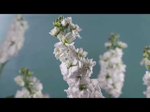 Kırık Yerlerimle | Duygusal Türkçe Şarkı