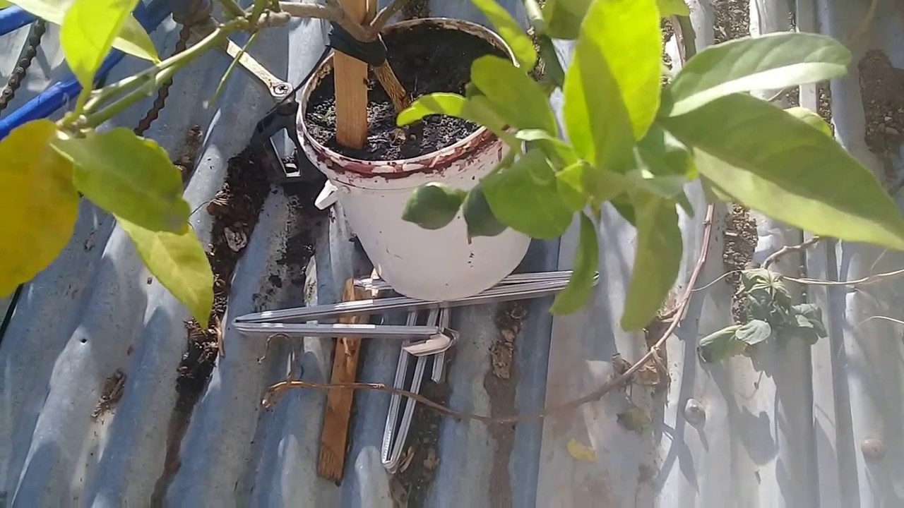 HOW TO CLONE A CITRUS TREE Second part - YouTube
