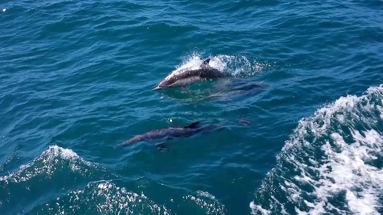 Dolphin Megapod - YouTube