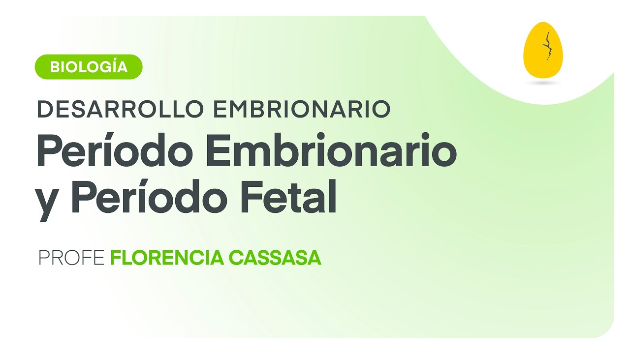 Período Embrionario y Período Fetal | Biología | Desarrollo Embrionario ...