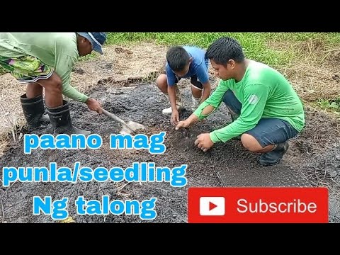 Paano mag punla/seedling Ng talong - YouTube