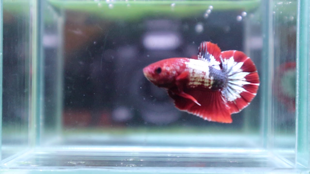 [216_A3]Live Betta Fish High Quality HMPK Male Red FCCP 📸Video Included📸 - YouTube