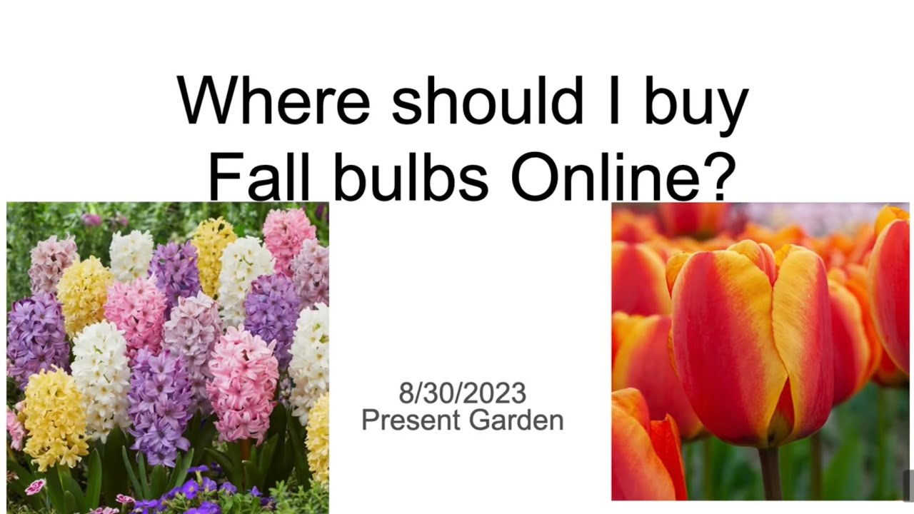 013 Where should I buy Fall Bulbs online? - YouTube