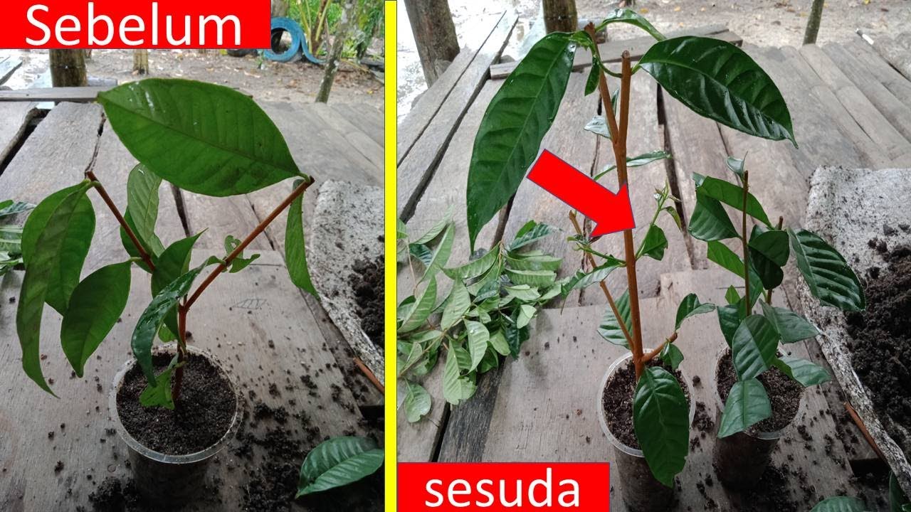 Cara Stek Batang Daun Salam Agar Berhasil Tumbuh - YouTube