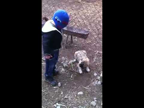 maraqli video it ve Usaq